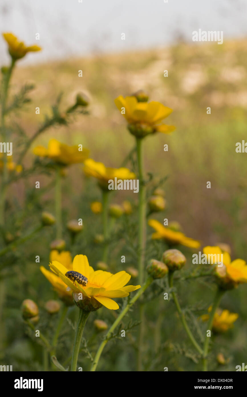 Beautiful photo of yellow wildflowers. Winter in Israel Stock Photo - Alamy