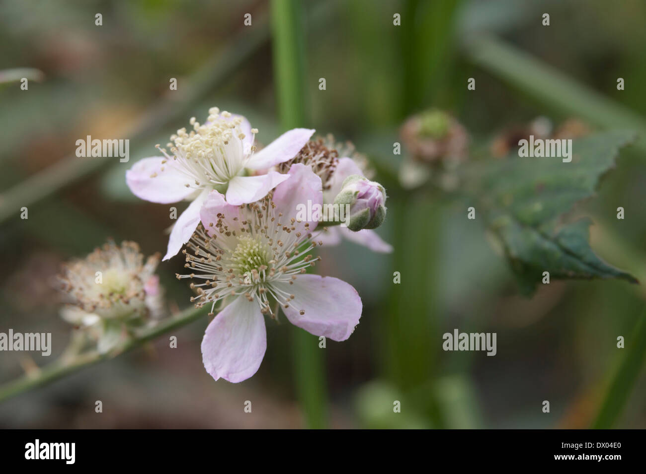 Bramble thorn hedgerow hi-res stock photography and images - Alamy