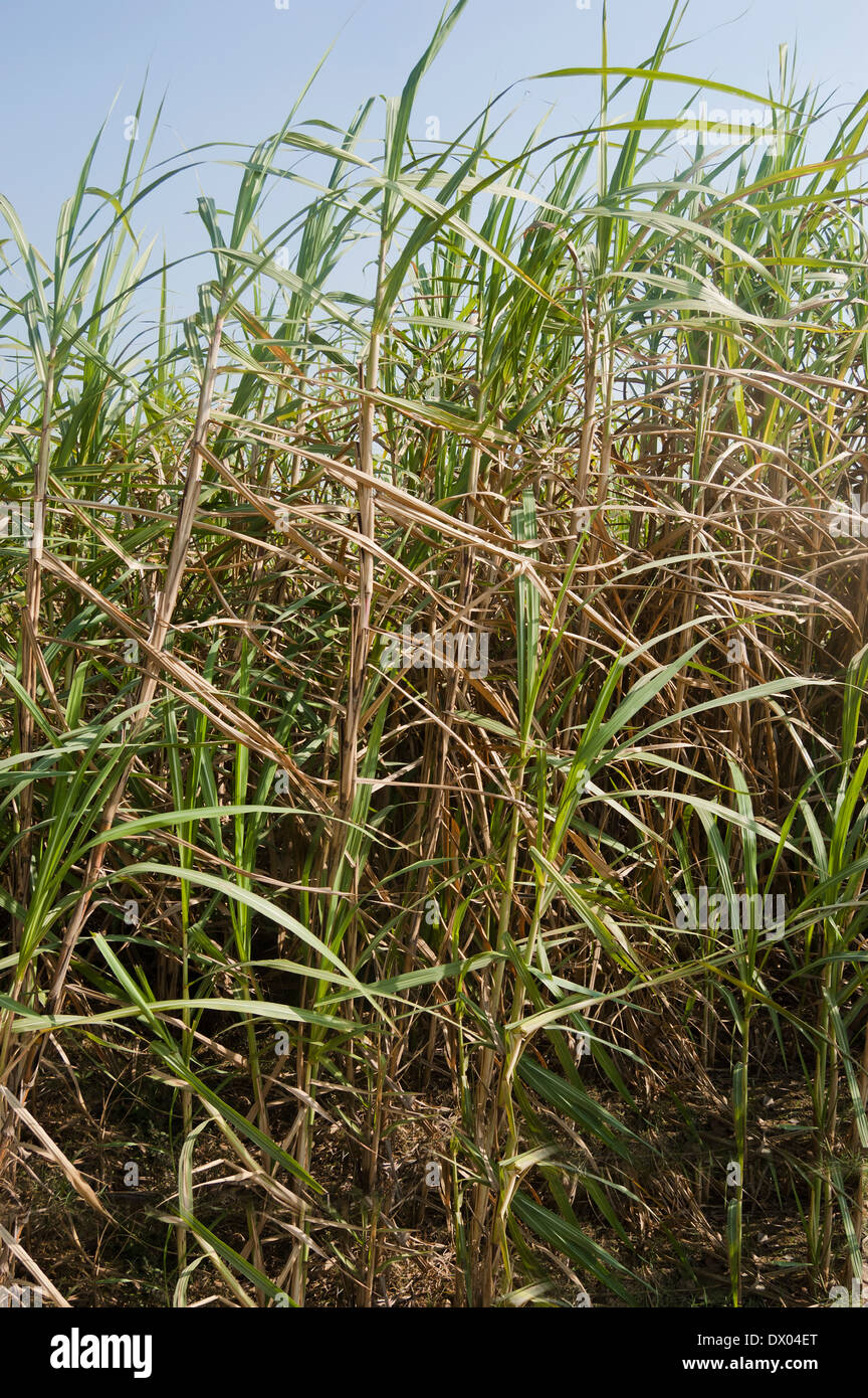 India sugar cane farming hi-res stock photography and images - Alamy