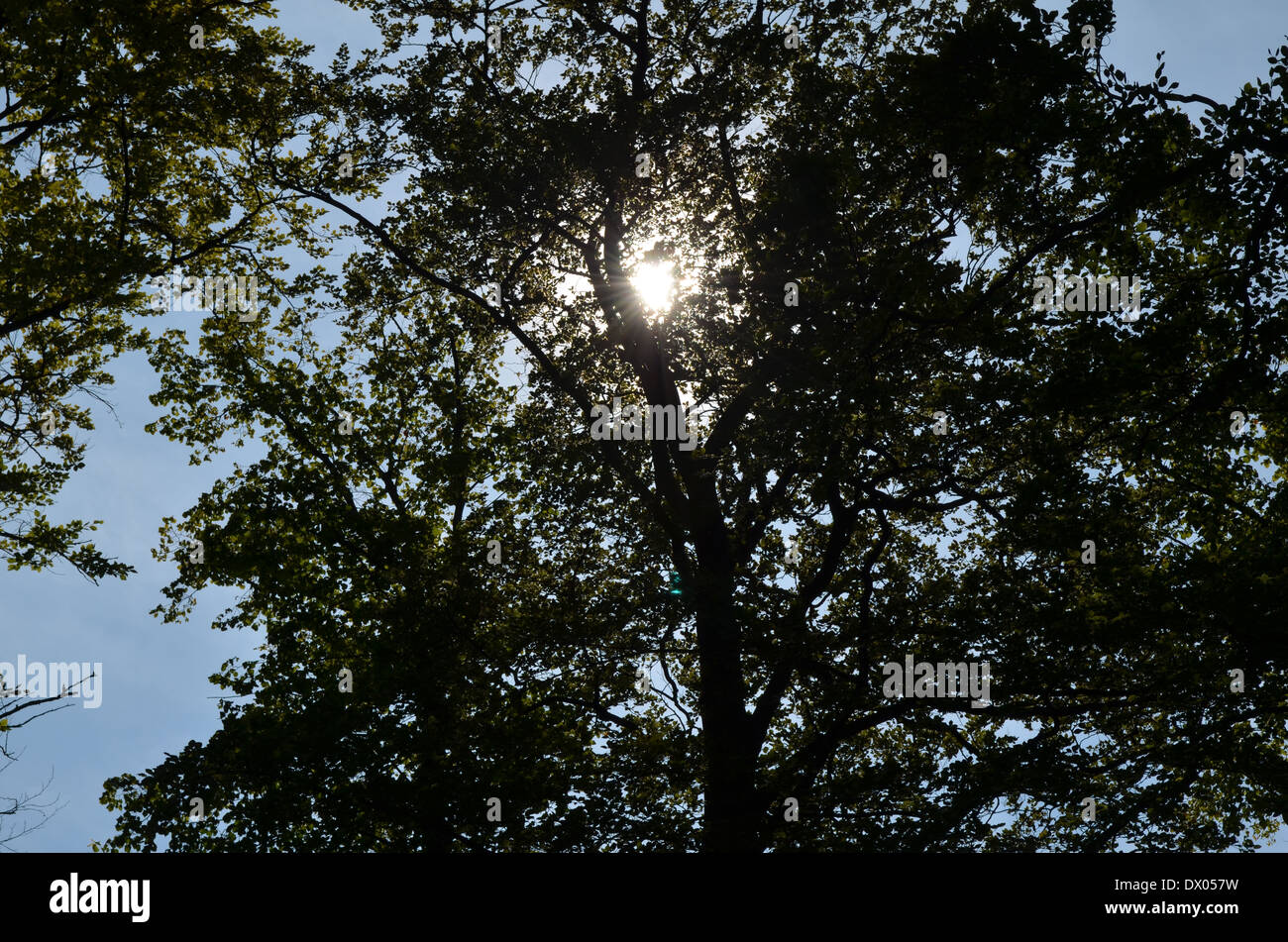 Sun through the trees Stock Photo - Alamy