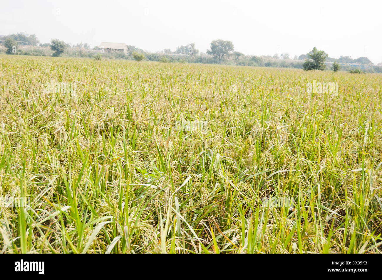 Rice paddy preparation hi-res stock photography and images - Alamy