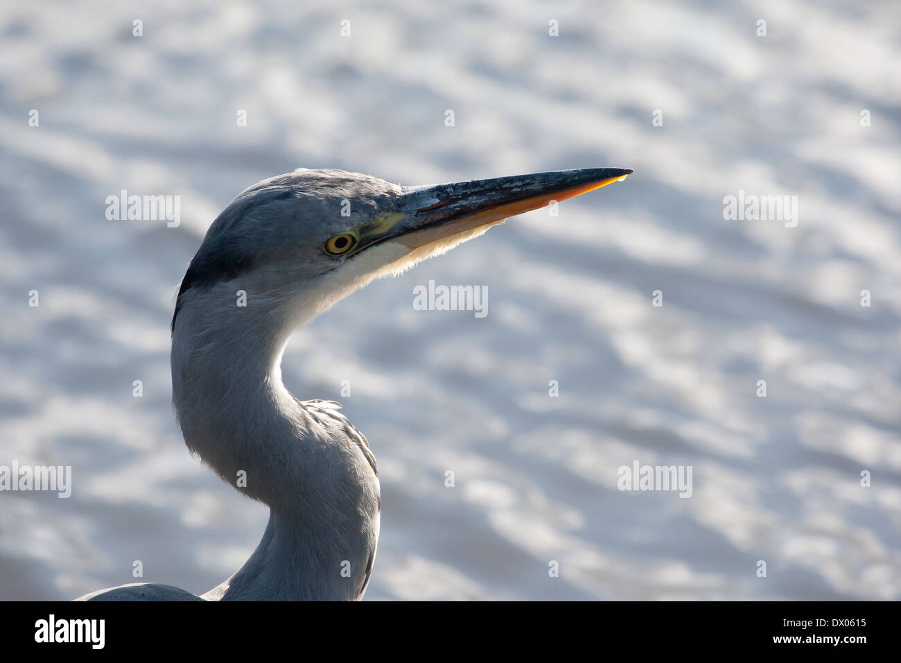 Grey heron facing right hi-res stock photography and images - Alamy