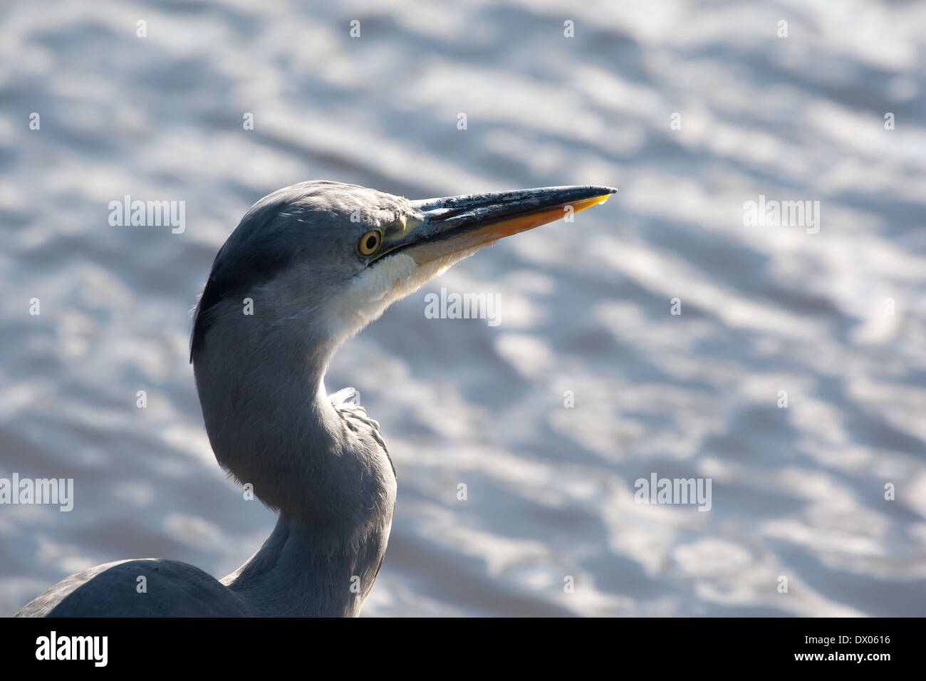 Close up shot of a Grey Heron Stock Photo - Alamy