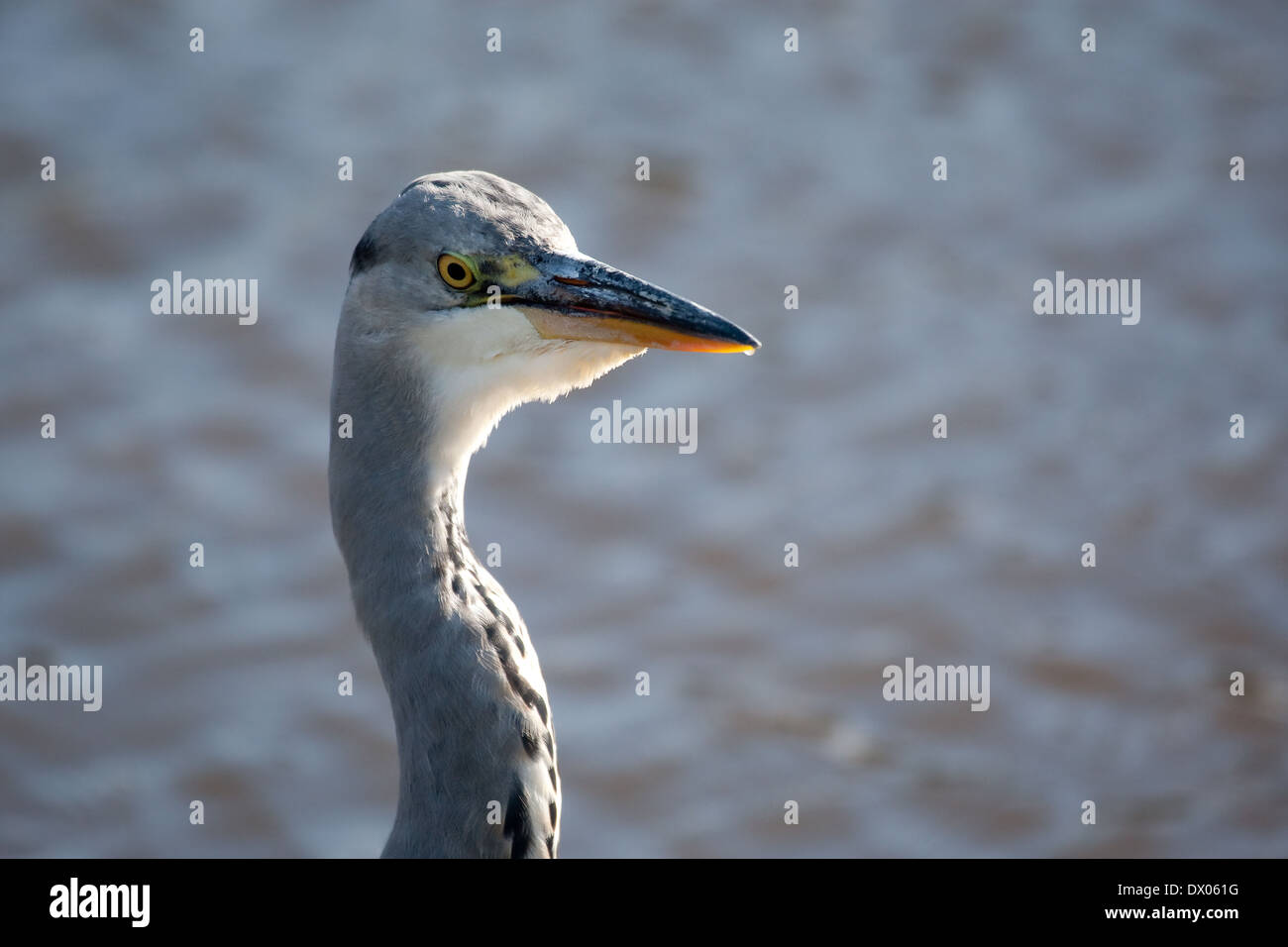 Grey heron facing right hi-res stock photography and images - Alamy