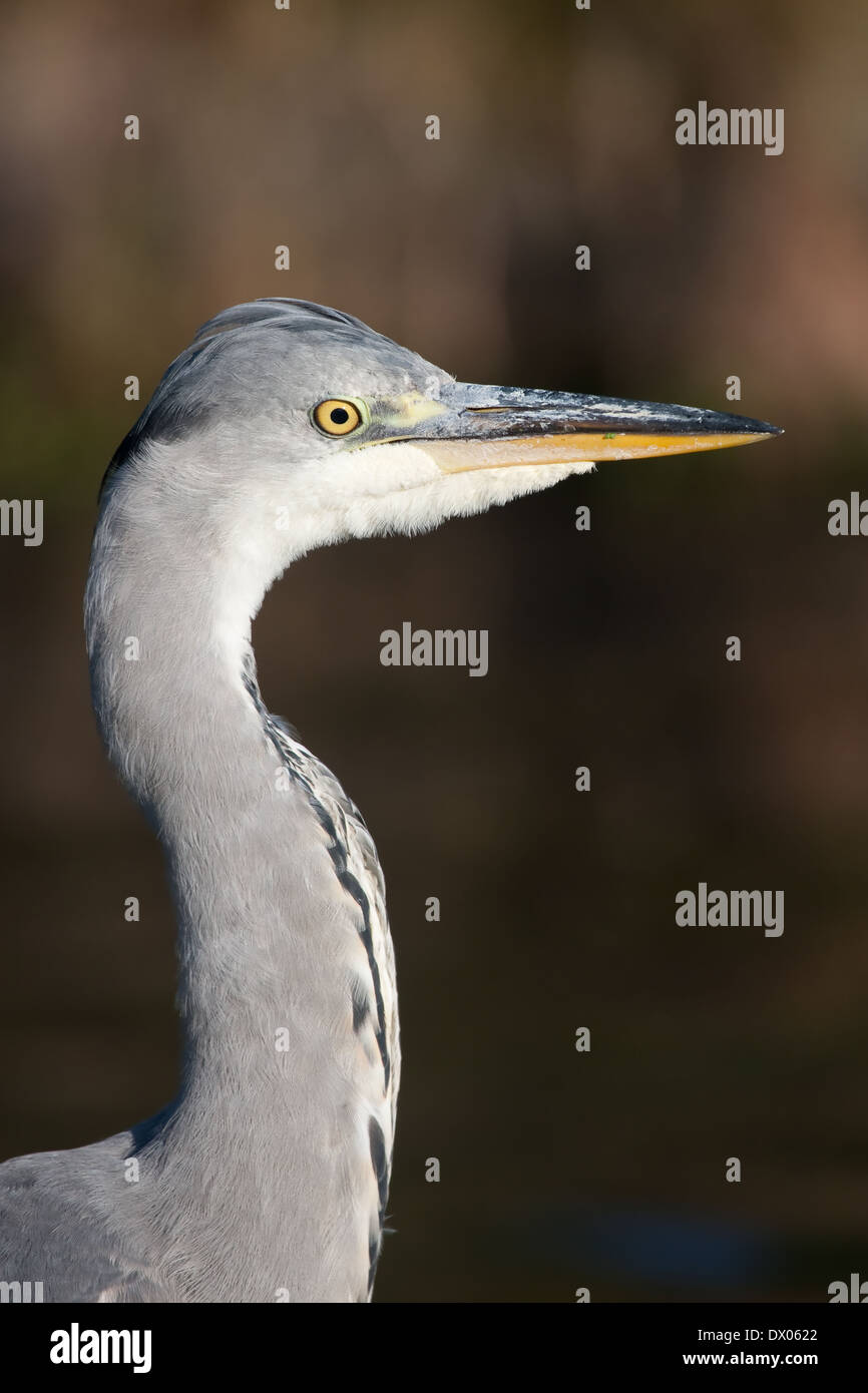 Grey heron facing right hi-res stock photography and images - Alamy