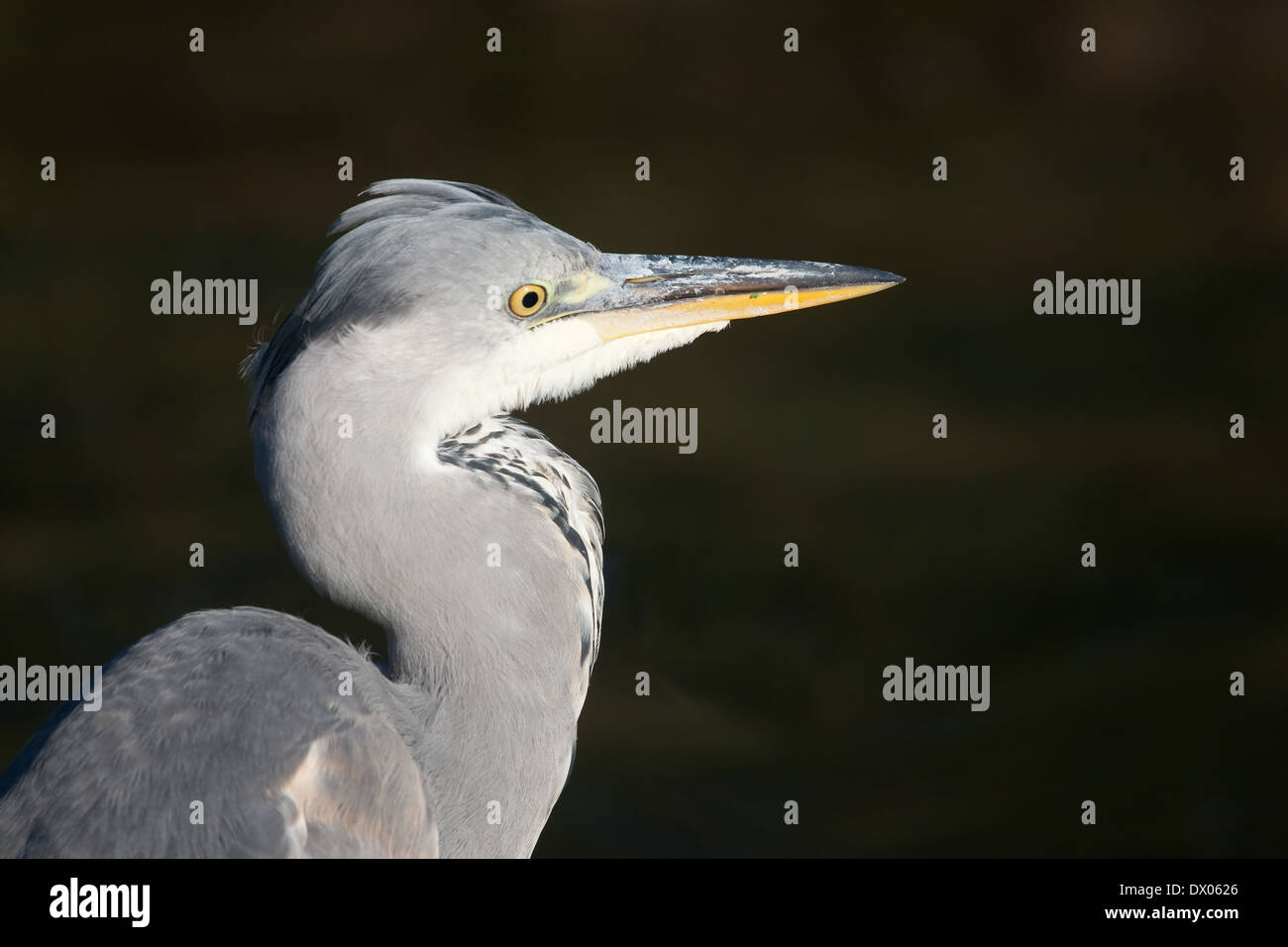 Close up shot of a Grey Heron Stock Photo - Alamy