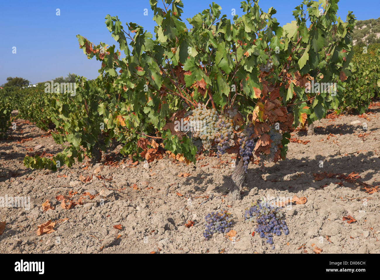 Pedro ximenez hi-res stock photography and images - Alamy