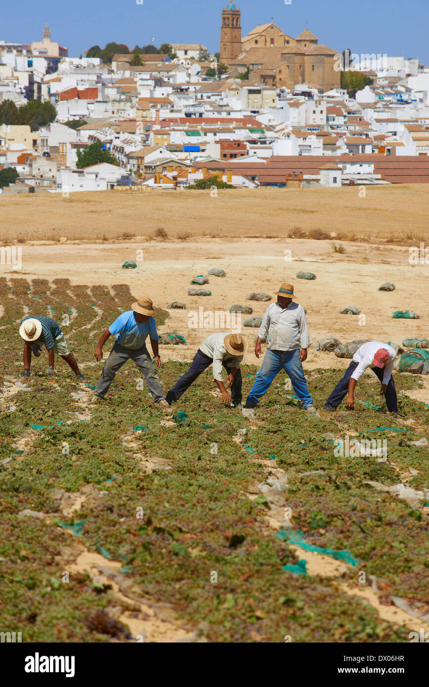 Pedro ximenez grapes hi-res stock photography and images - Alamy