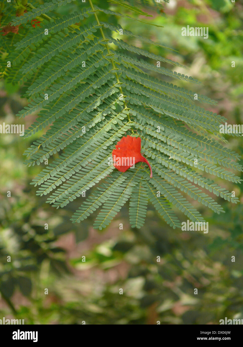 Leaf of Gulmohur, Delonix regina tree in full blossom, Maharashtra ...