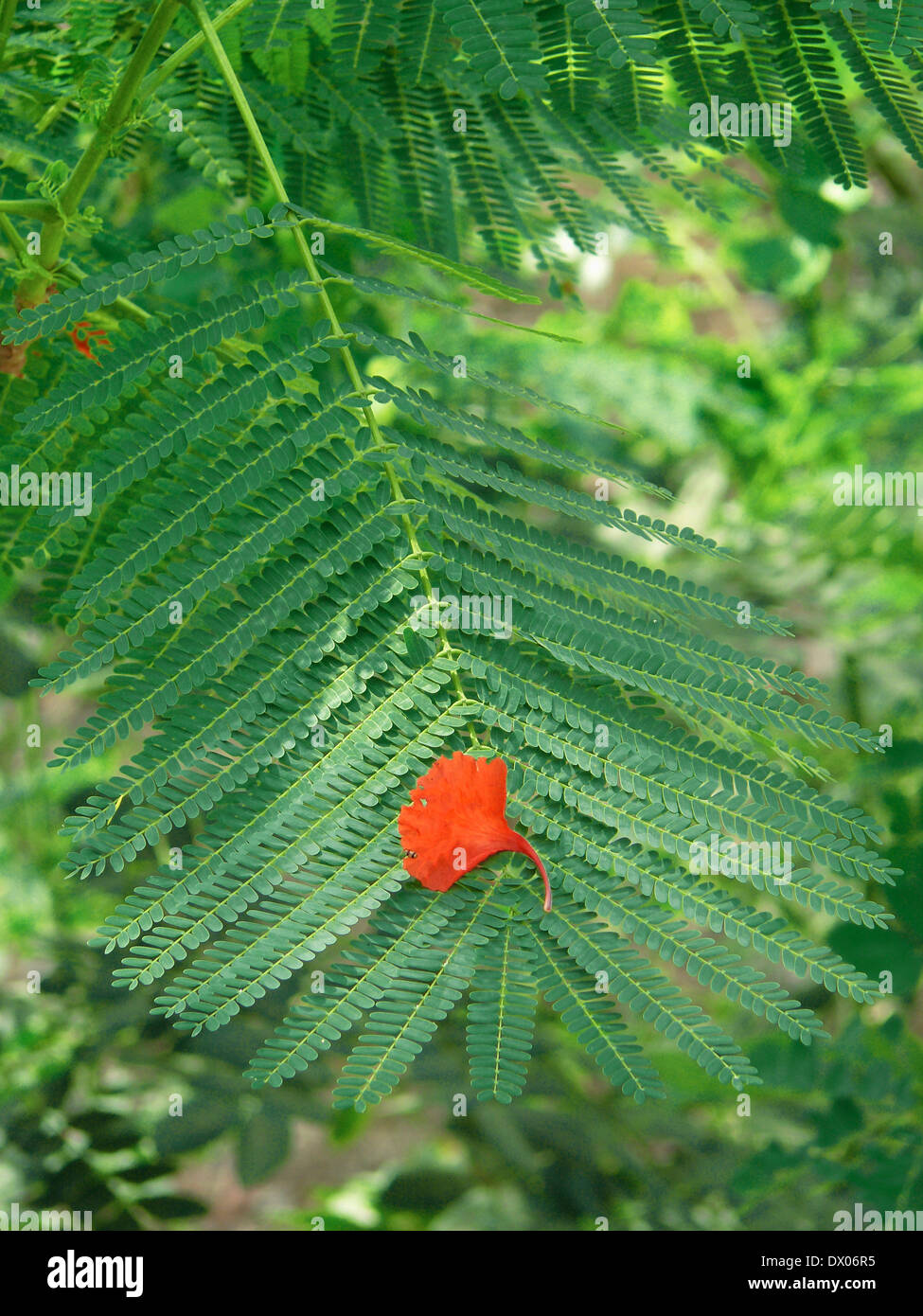 Leaf of Gulmohur, Delonix regina tree in full blossom, Maharashtra ...
