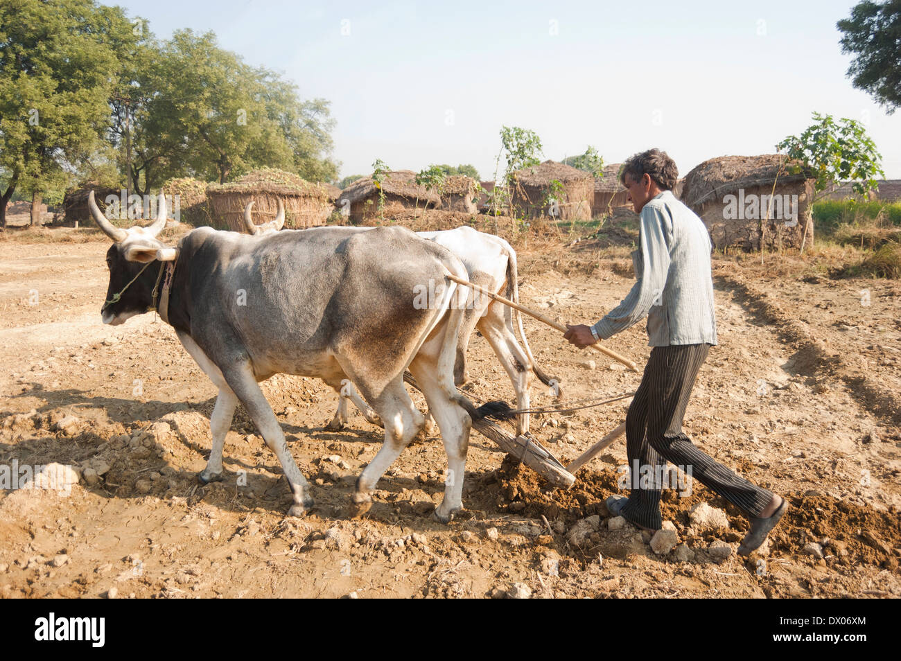 Indian man with walking stick hi-res stock photography and images - Alamy
