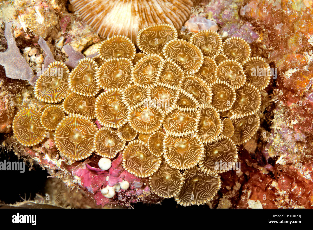 Brown Zoanthids