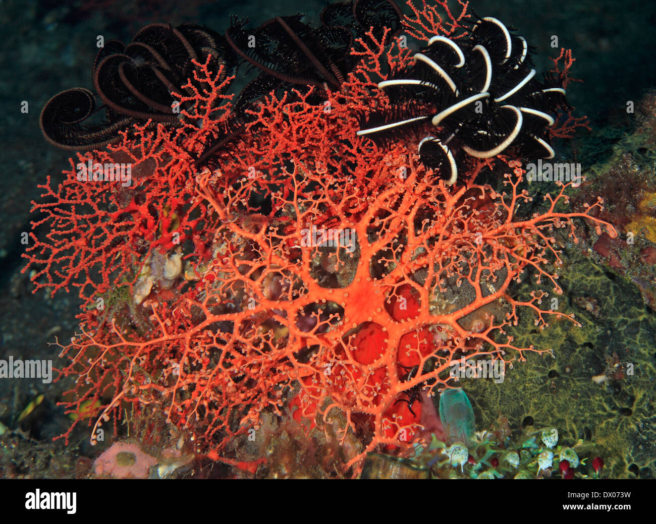 Basket sea star hi-res stock photography and images - Alamy