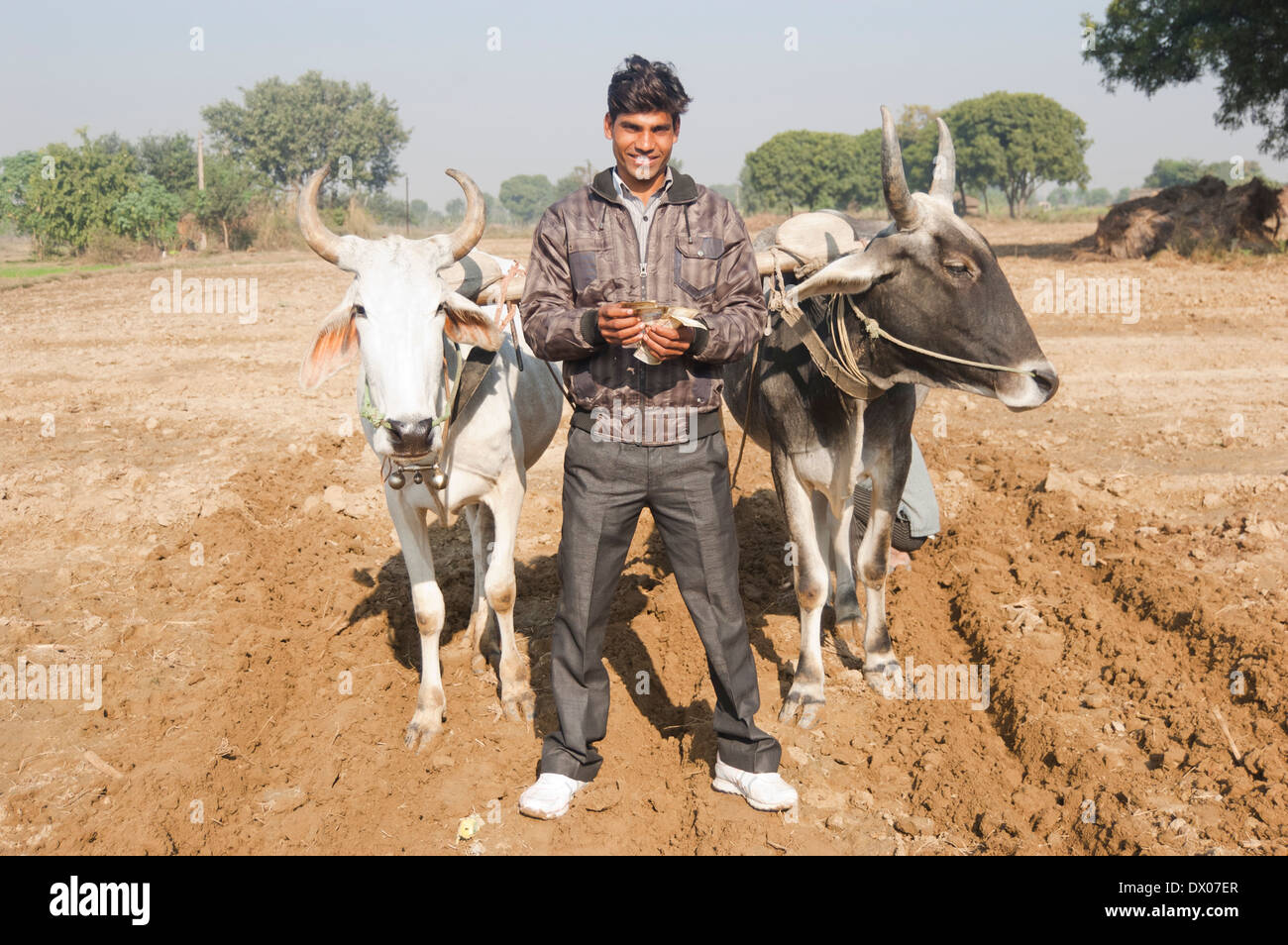 Indian farmer standing bull hi-res stock photography and images - Alamy
