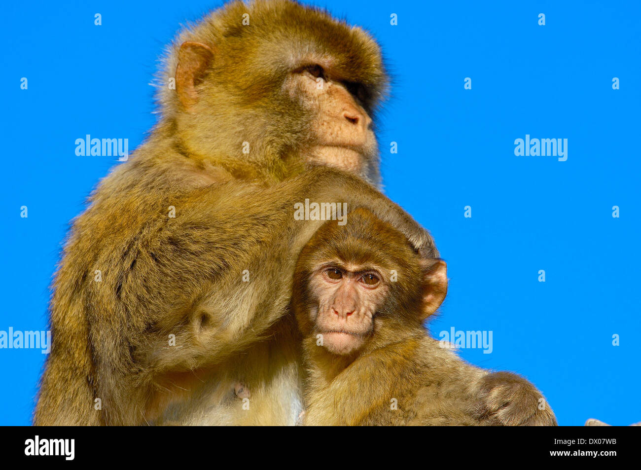 Barbary monkey female young macaca hi-res stock photography and images ...