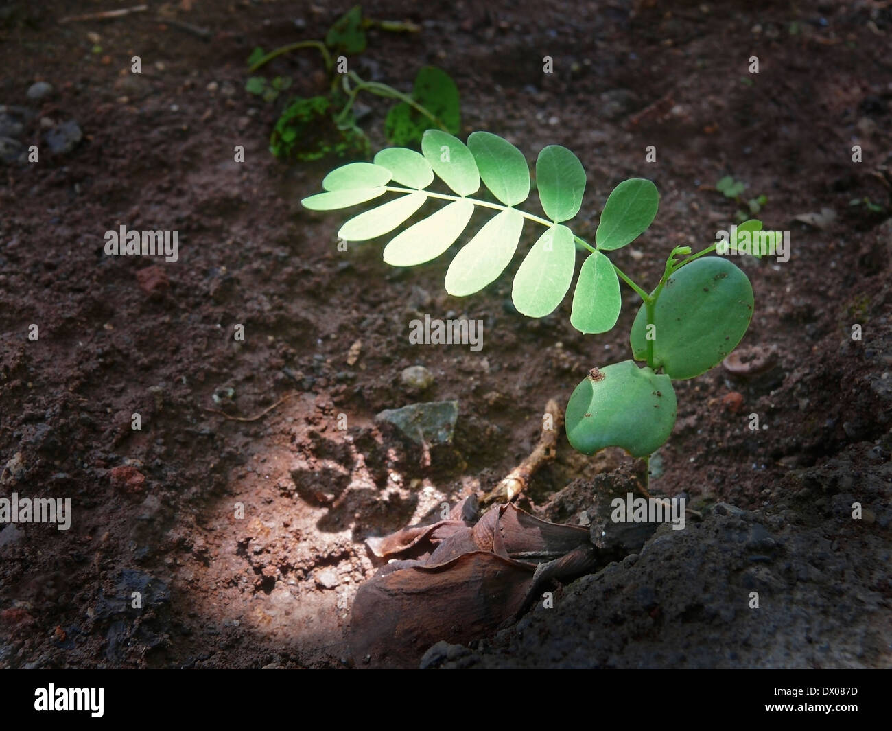 Sunlight falling on the leaves of a plant Stock Photo - Alamy