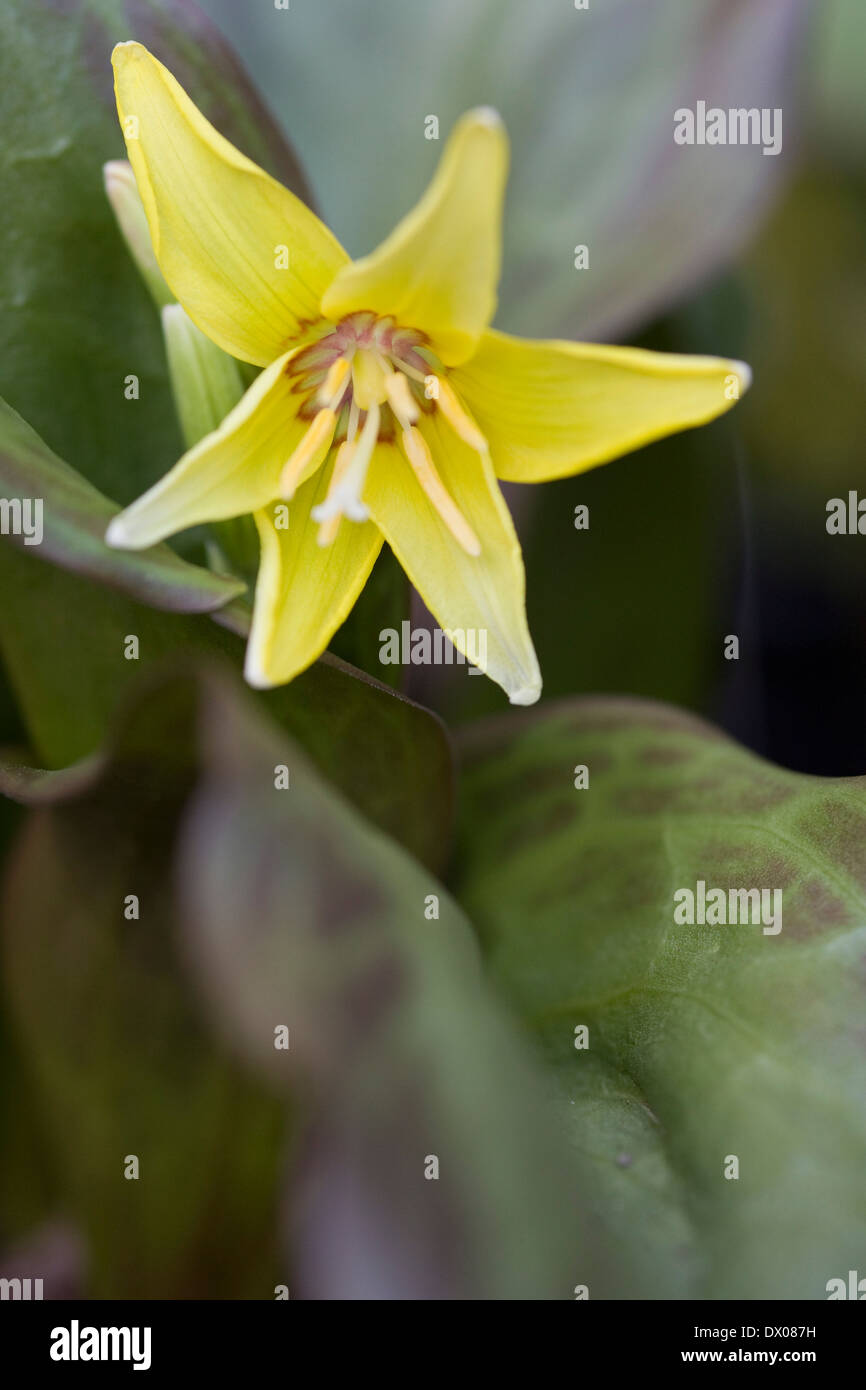 Erythronium Pagoda Dogs tooth violet Trout lily flower Stock Photo - Alamy