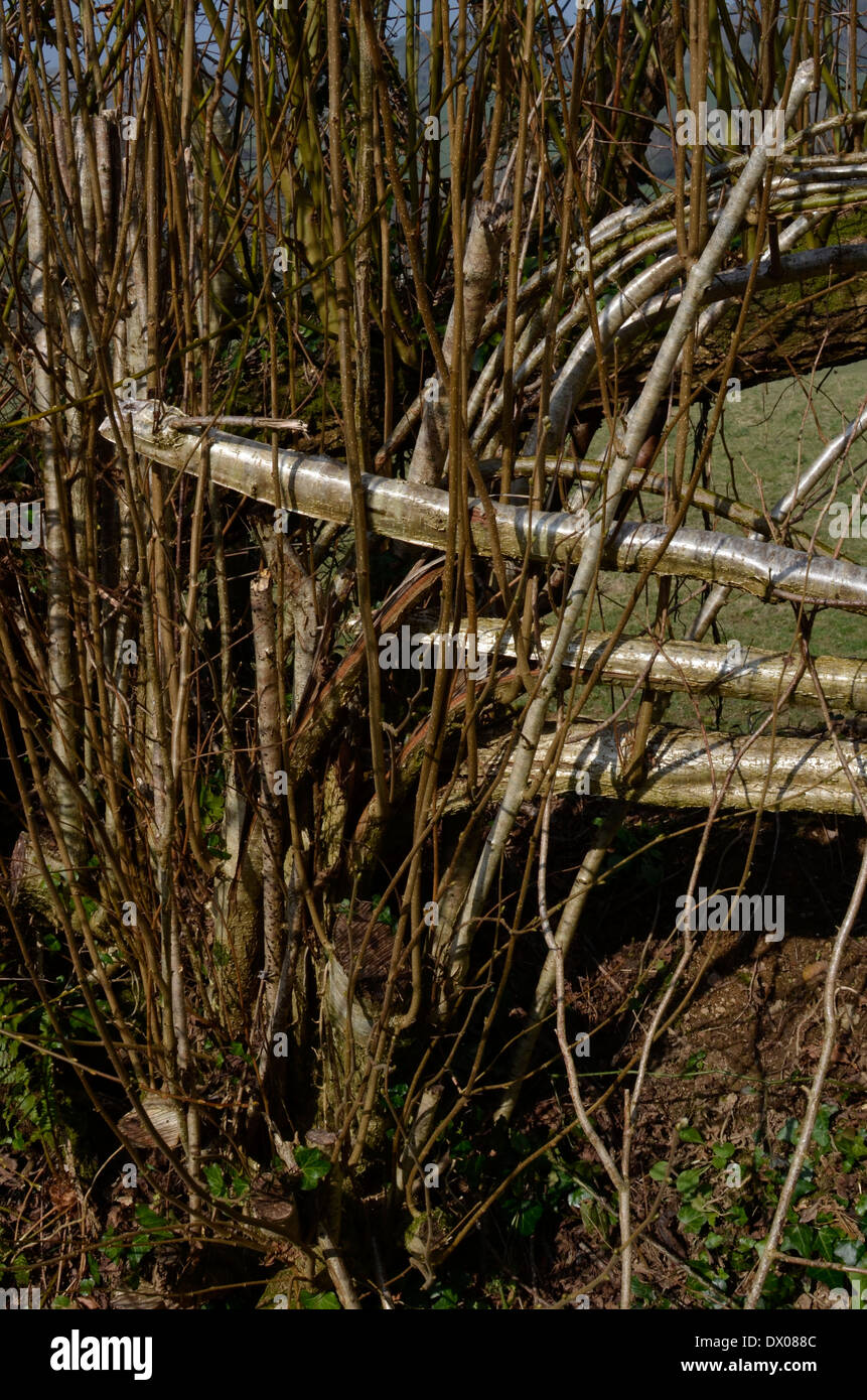Example of hedge-laying - detail of the split and folded branches Stock ...