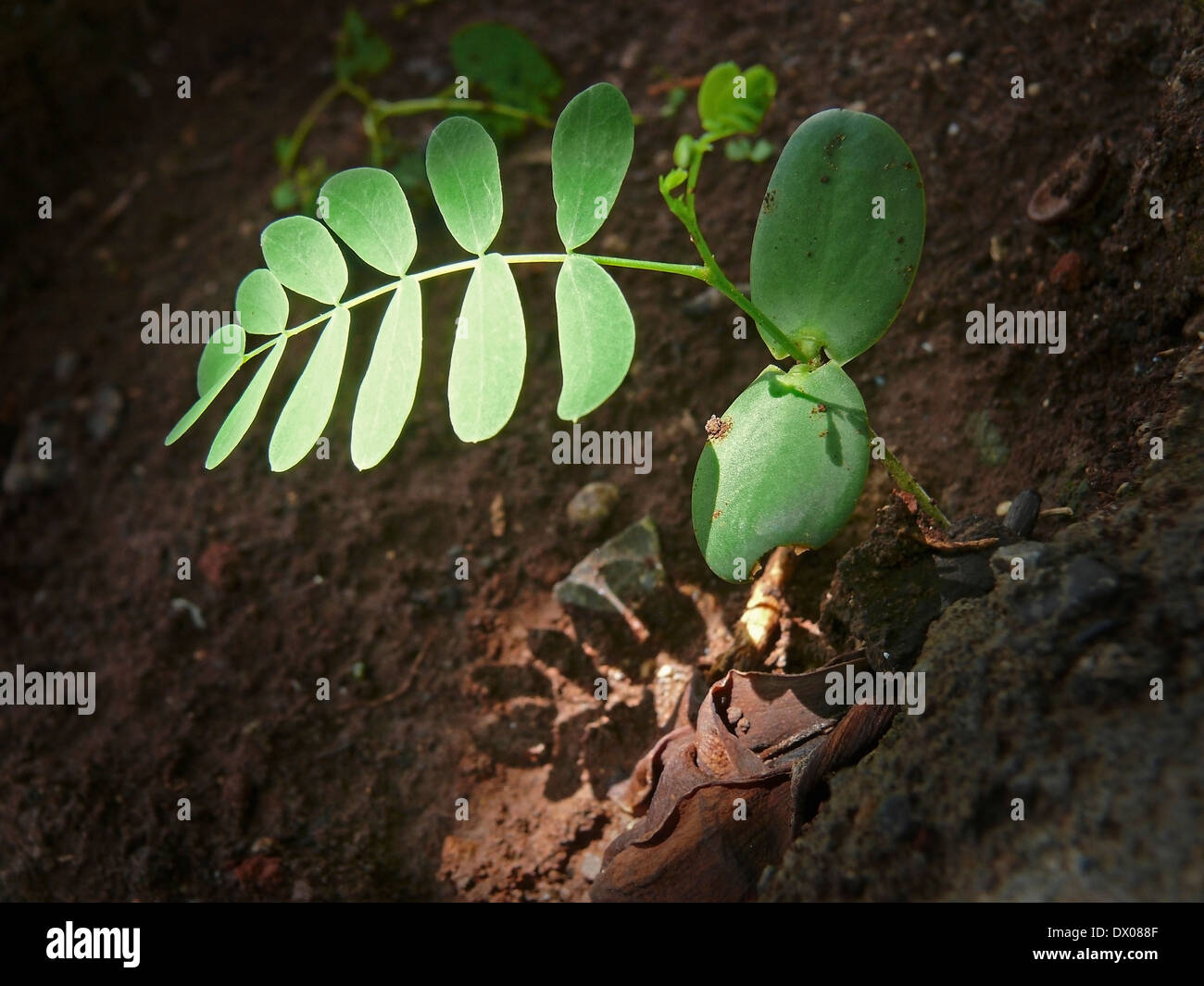 Sunlight falling on the leaves of a plant Stock Photo - Alamy