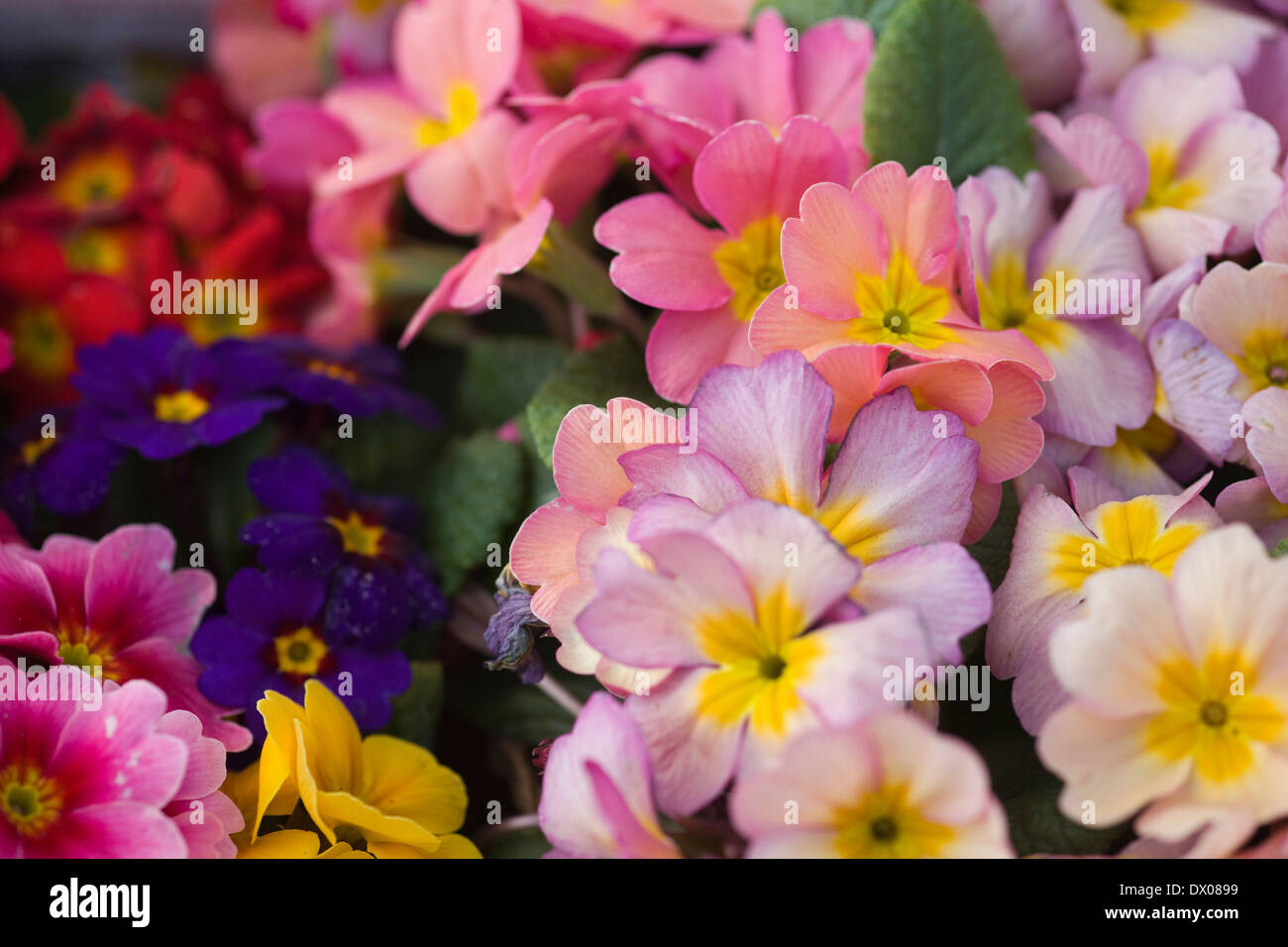 Bicolor primrose hi-res stock photography and images - Alamy