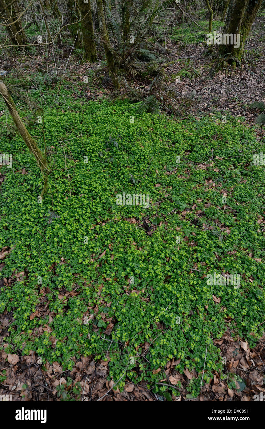 Mass of the edible wild plant Opposite Leaved Golden Saxifrage ...