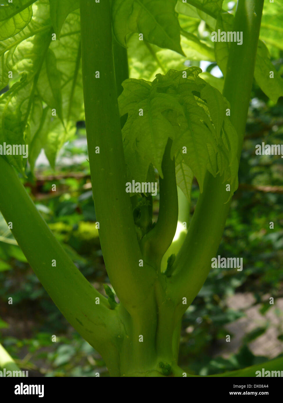 Papaya texture hi-res stock photography and images - Alamy