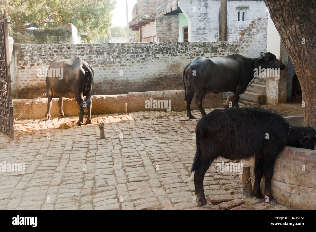Pets Animal Standing at Home Stock Photo - Alamy