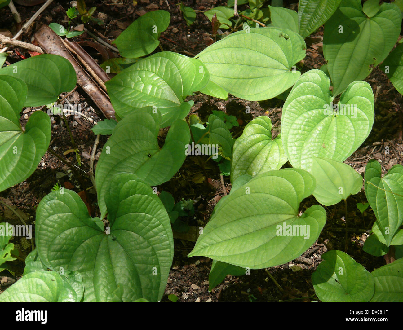 Gulancha tinospora hi-res stock photography and images - Alamy