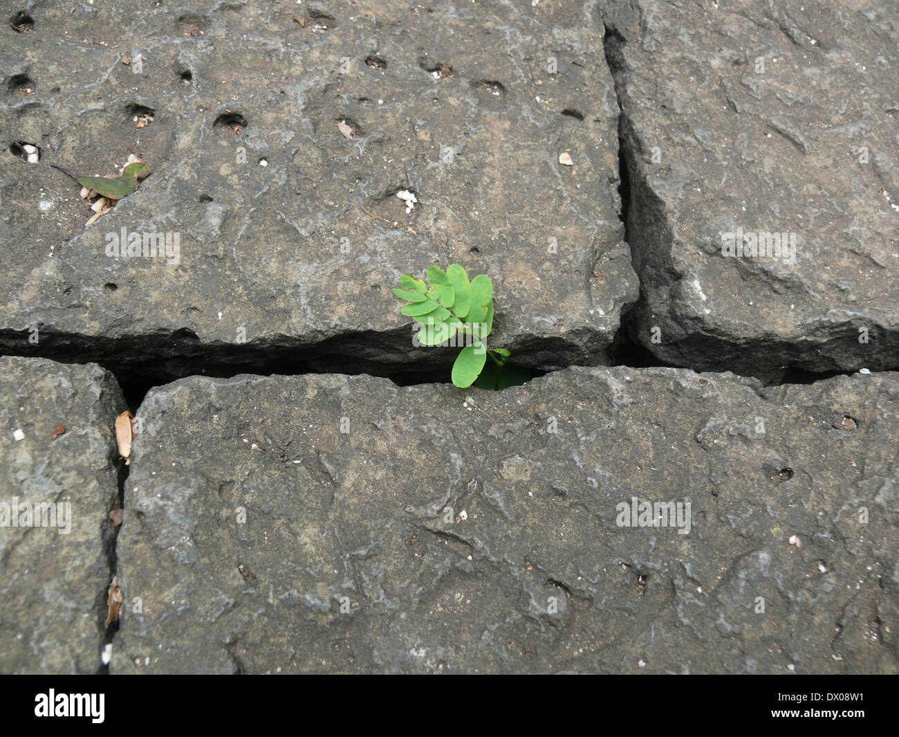 Tamarind Tamarindus indica germinating shoot, India Stock Photo - Alamy