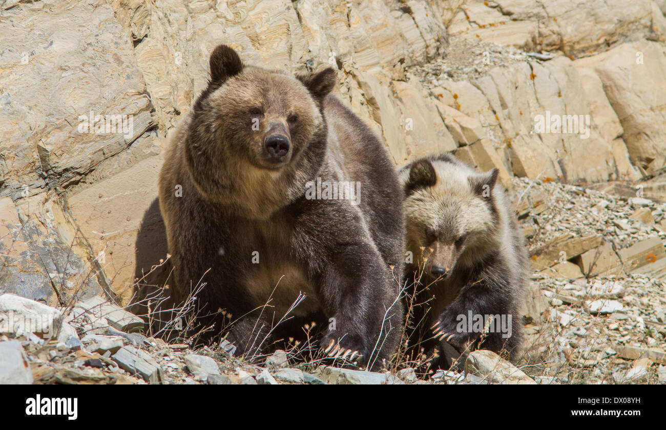 A baby grizzly bear tries to copy its mother Stock Photo - Alamy