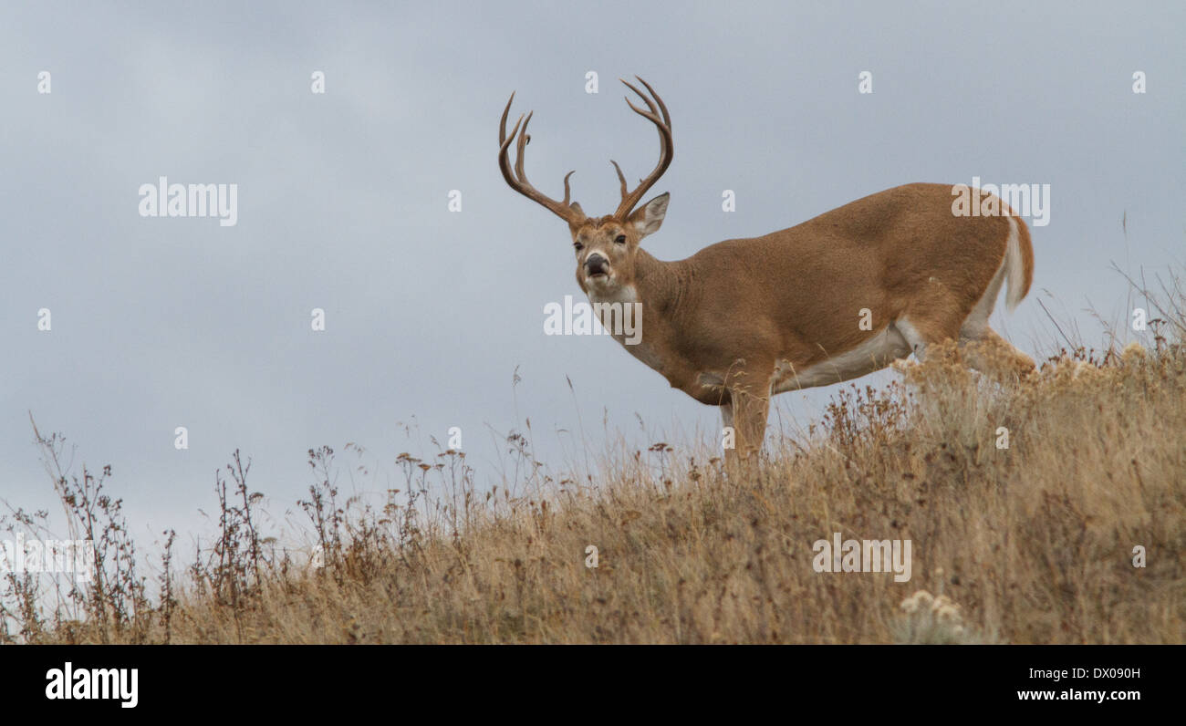 A monster buck in the Montana wilds Stock Photo - Alamy