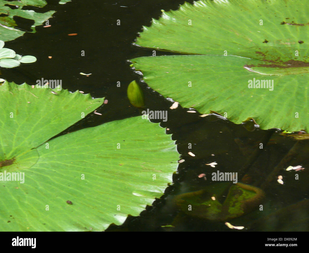 Leaf of Nymphaea odorata, Water Lilly in a water pond, Sarasbaug, Pune ...
