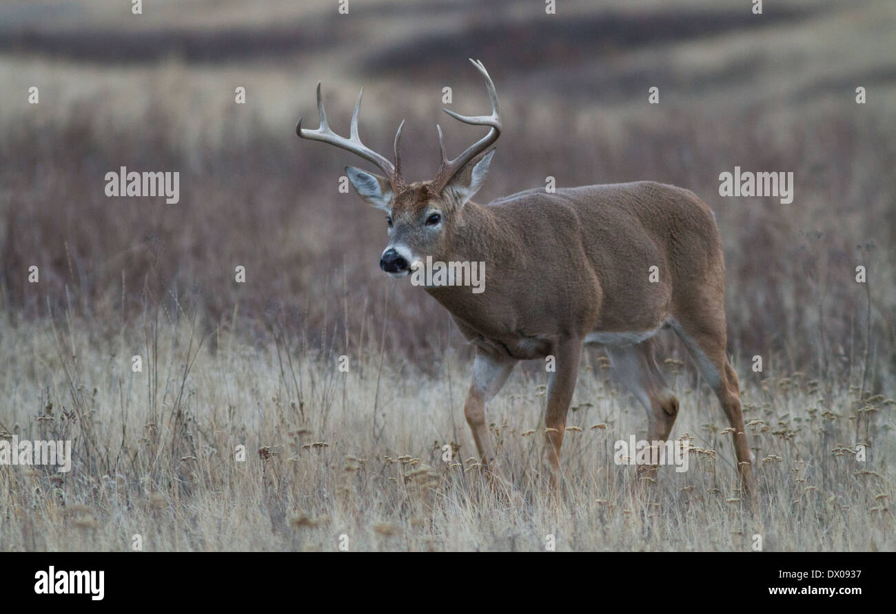 Strong, but worn buck during the rut Stock Photo - Alamy