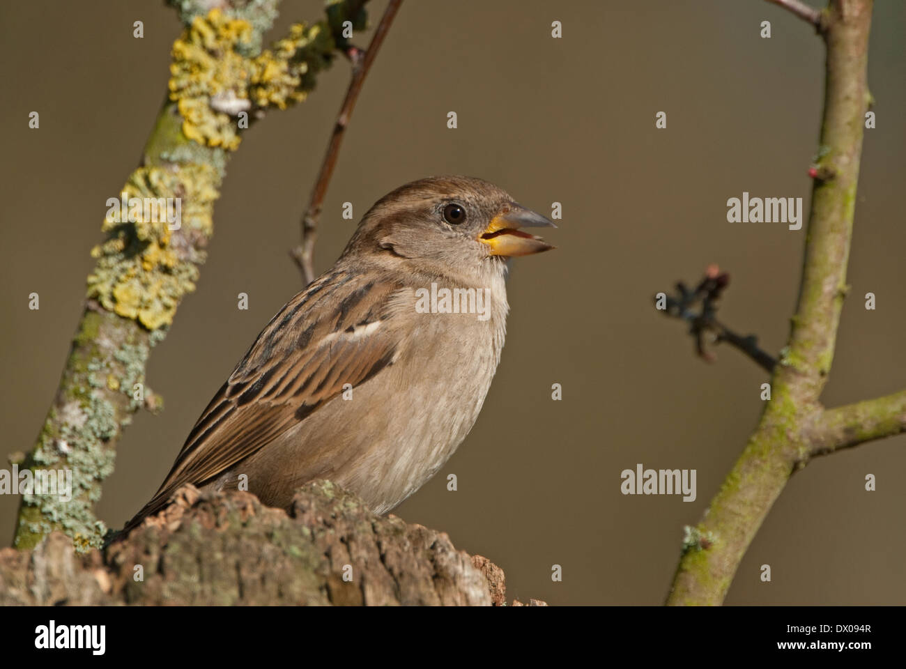 Female tree sparrow hi-res stock photography and images - Alamy