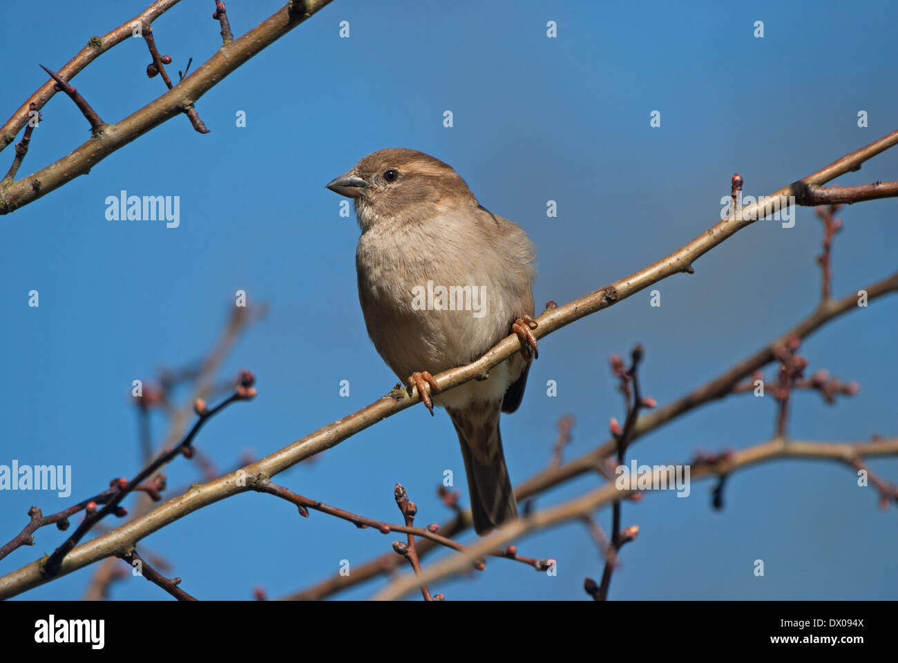 Female tree sparrow hi-res stock photography and images - Alamy