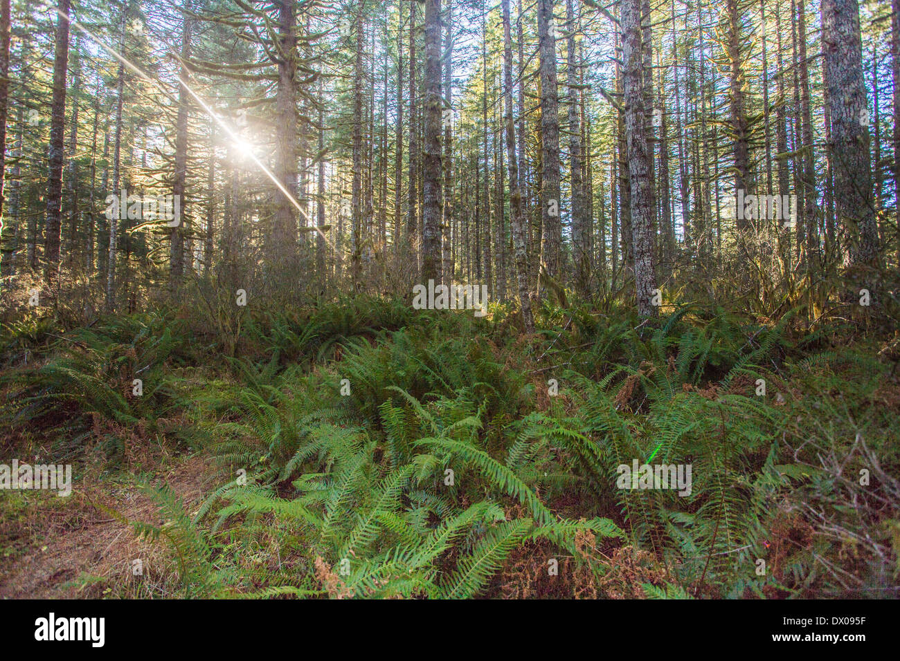 A pleasant scene along the Siuslaw National Forest, Oregon Stock Photo ...