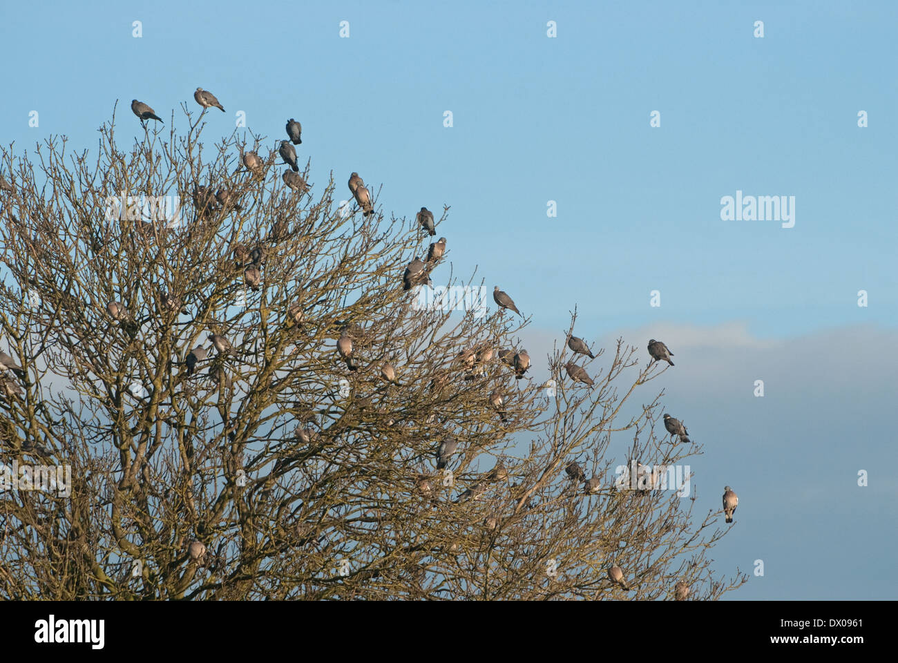 A flock of Wood-pigeons landing in bare ash tree Stock Photo - Alamy