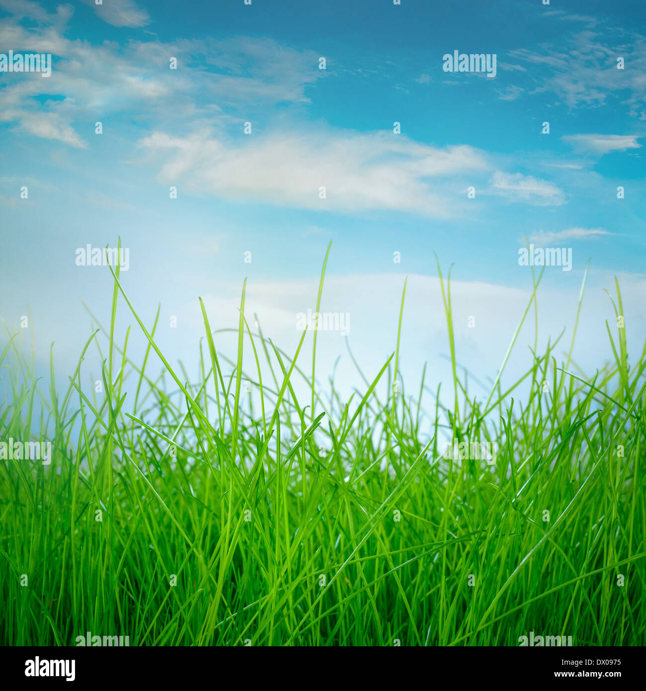 Spring green grass and sun on blue sky background Stock Photo - Alamy