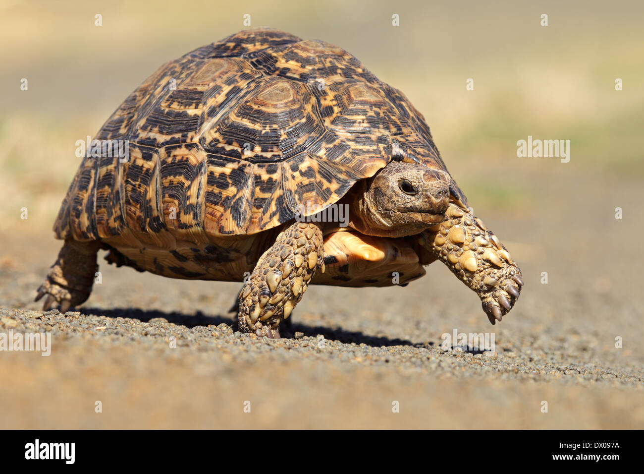 Leopard or mountain tortoise (Stigmochelys pardalis) walking, South ...