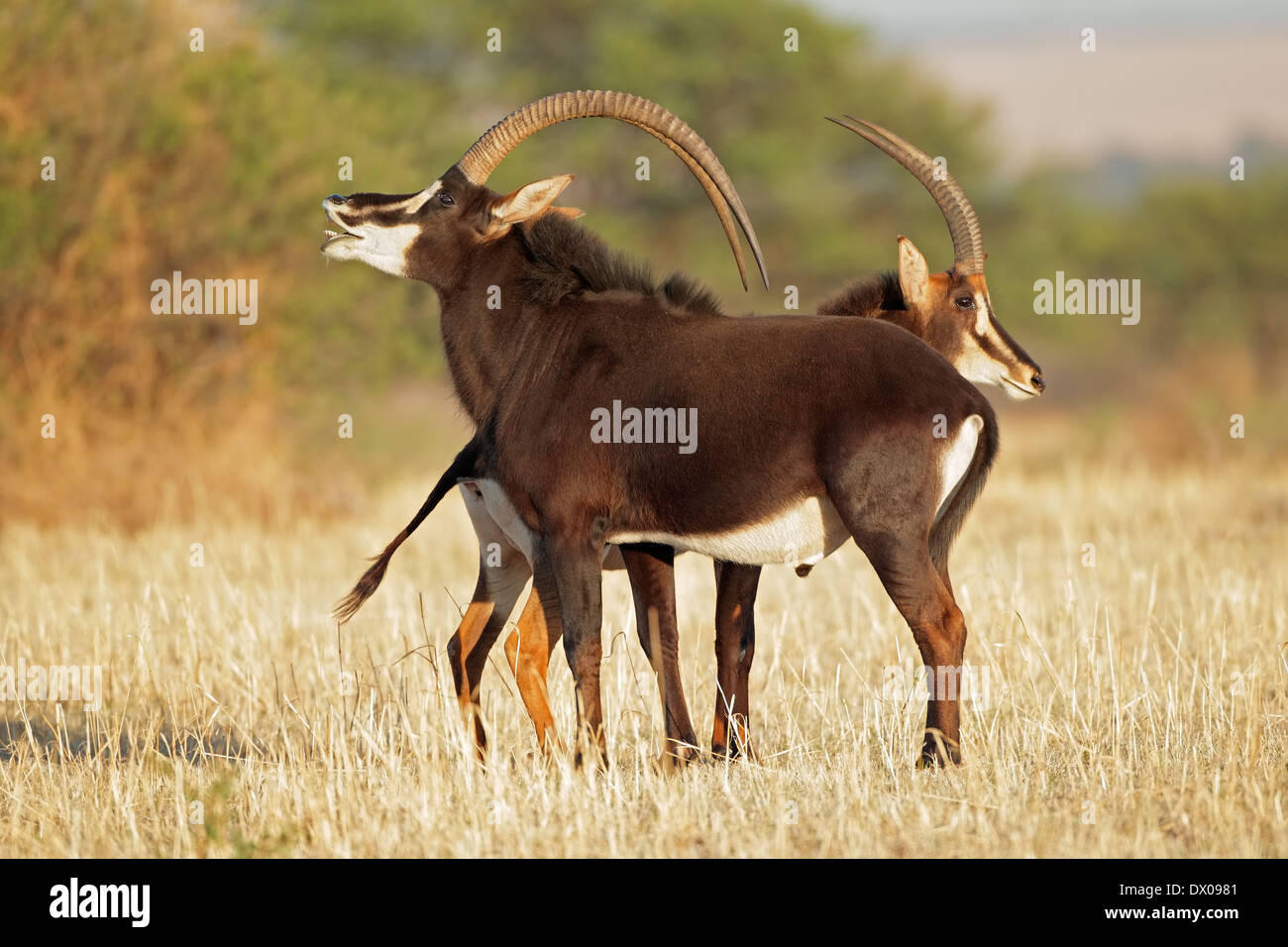 Pair of sable antelopes (Hippotragus niger), South Africa Stock Photo ...