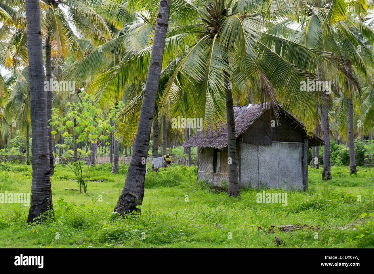 small house in a palm grove on the island of Gili islands, Trawangan ...