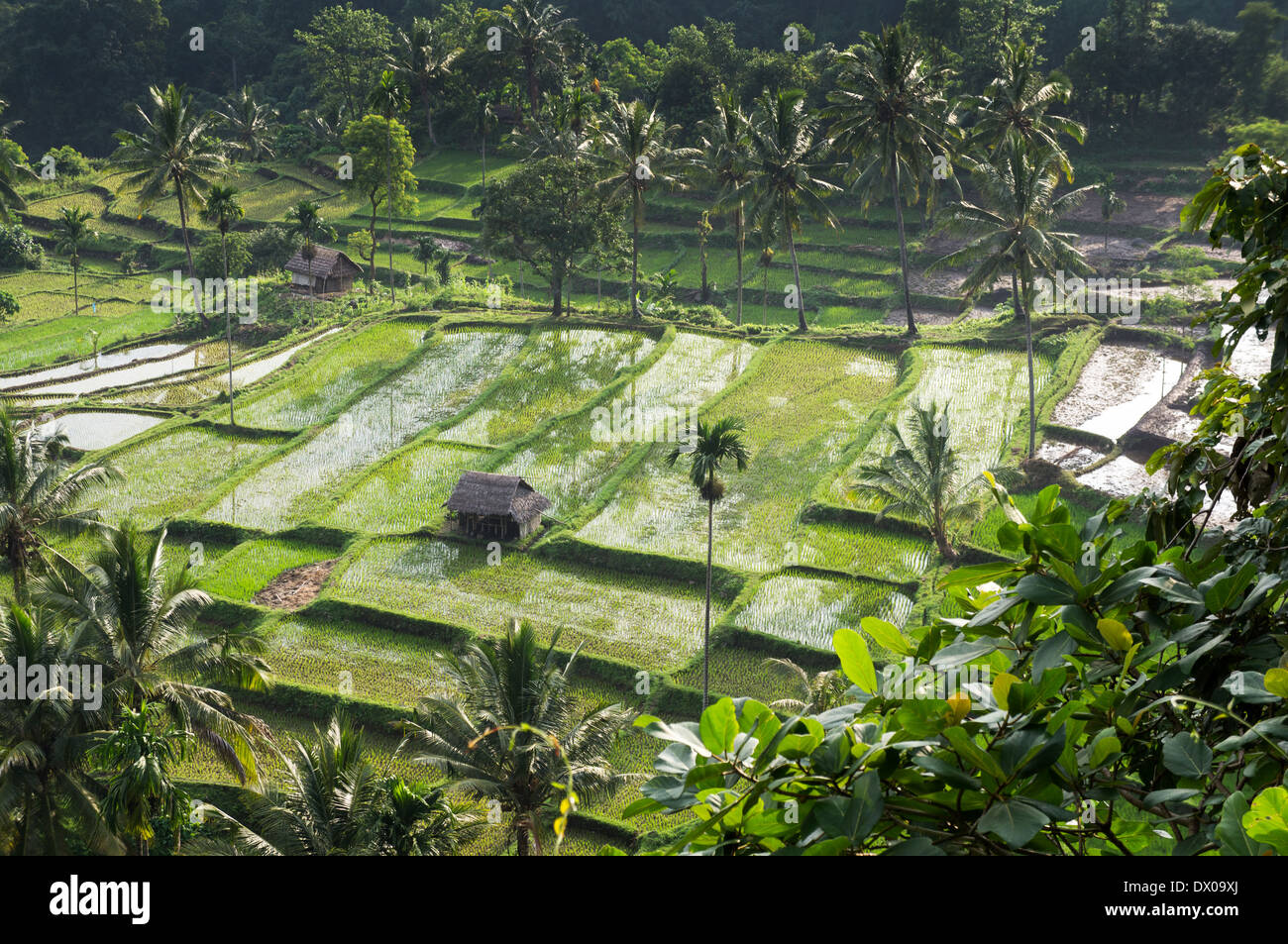 terraced rice fields around Senaru, Lombok, Indonesia, Asia Stock Photo ...