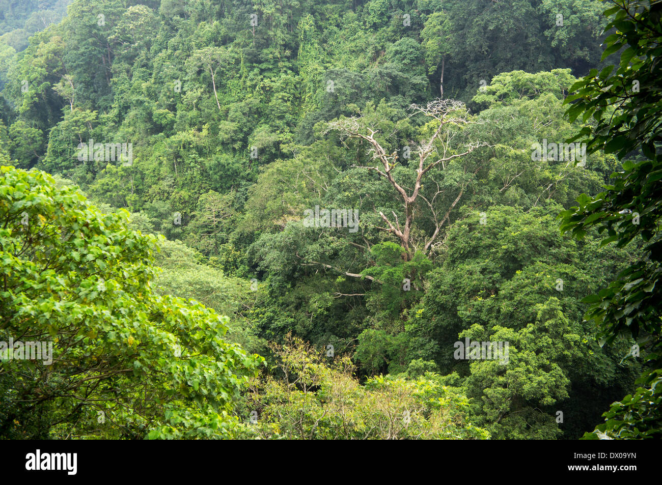 tropical rainforest, Lombok, Indonesia, Asia Stock Photo - Alamy