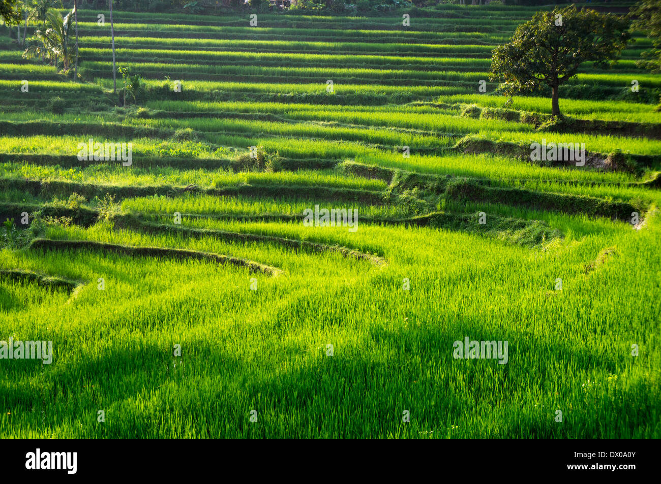 terraced rice fields around Senaru, Lombok, Indonesia, Asia Stock Photo ...