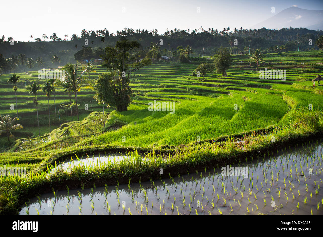 terraced rice fields around Senaru, Lombok, Indonesia, Asia Stock Photo ...