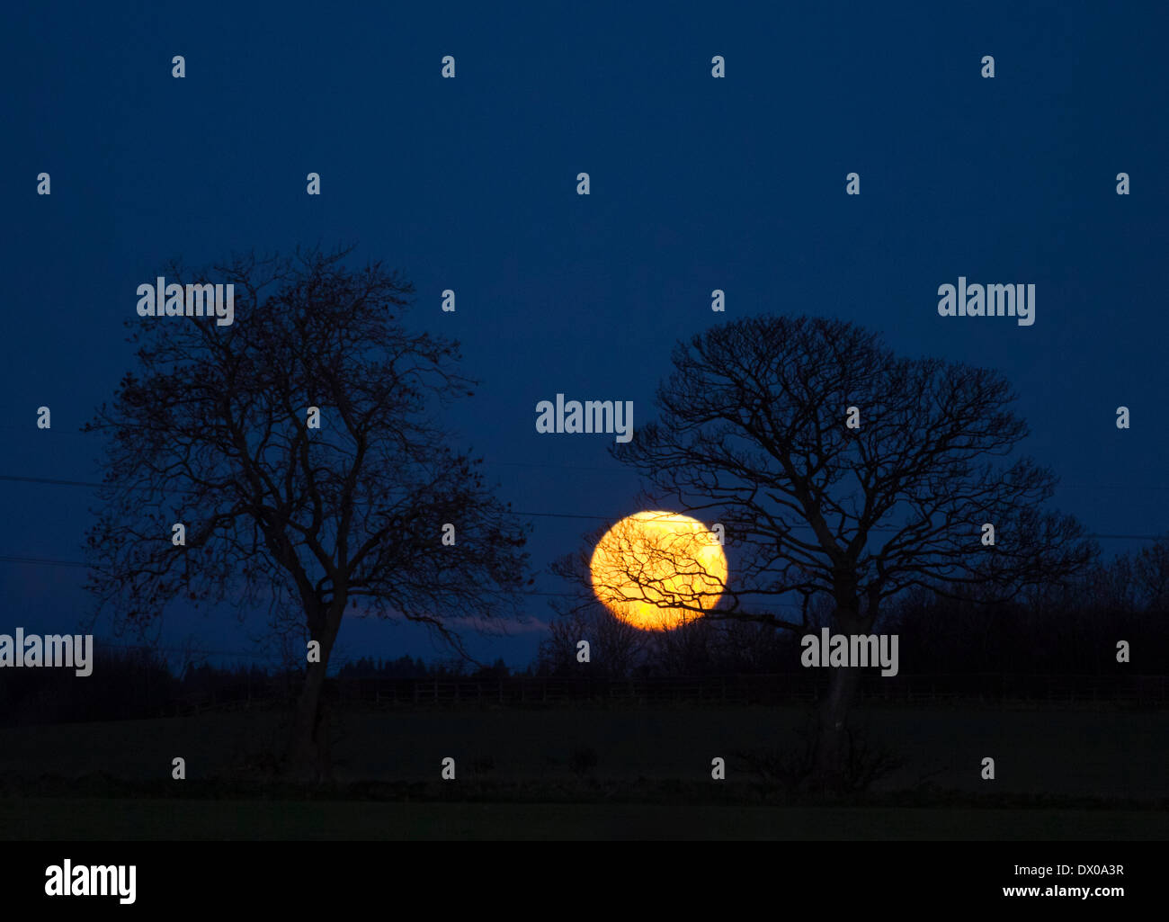 Full moon setting behind trees. UK Stock Photo - Alamy