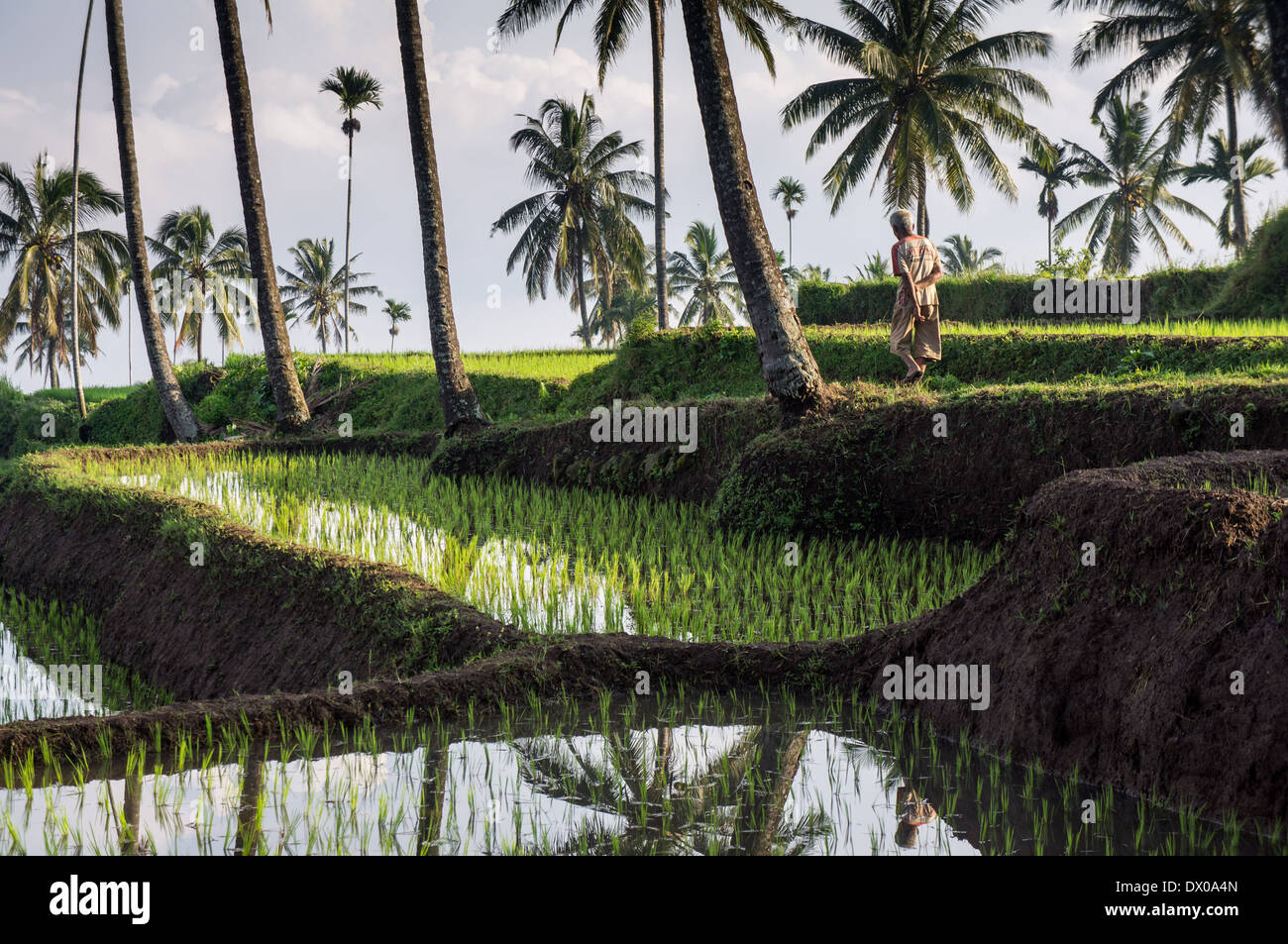 terraced rice fields around Senaru, Lombok, Indonesia, Asia Stock Photo ...