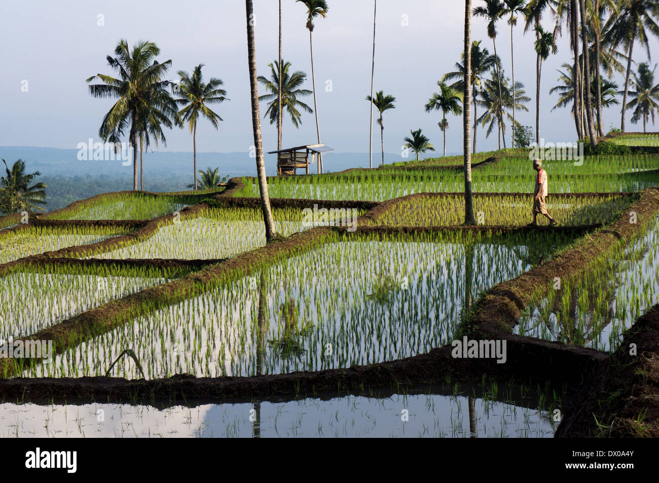 terraced rice fields around Senaru, Lombok, Indonesia, Asia Stock Photo ...