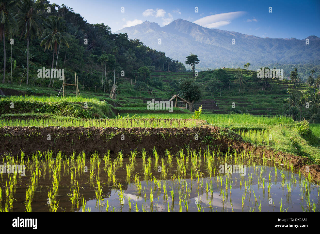 terraced rice fields around Senaru, Lombok, Indonesia, Asia Stock Photo ...