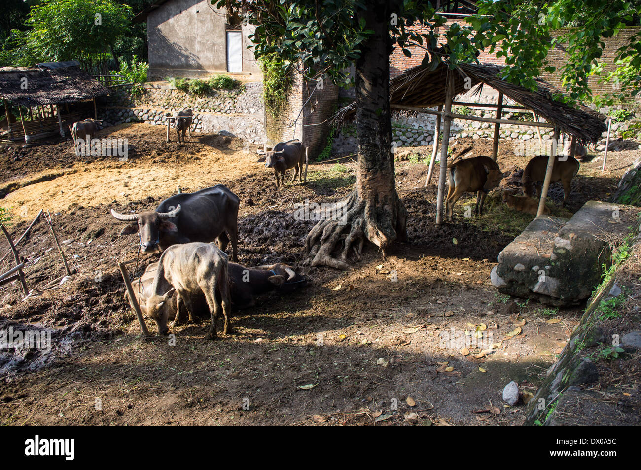 Agriculture background: buffalos standing on the field with farmer ...